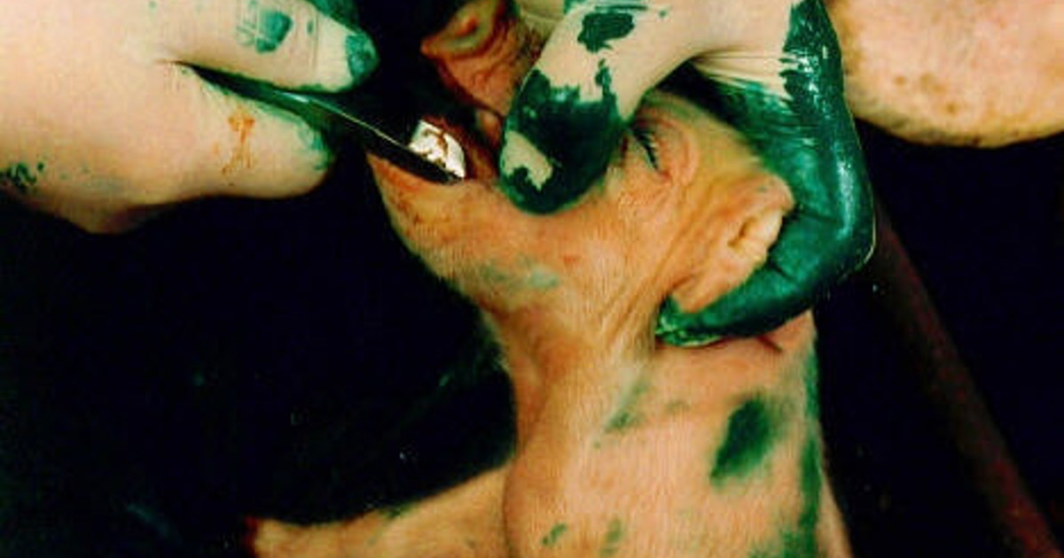 Tooth-clipping of piglets