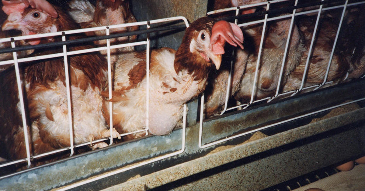 Scientific briefing on caged animal farming