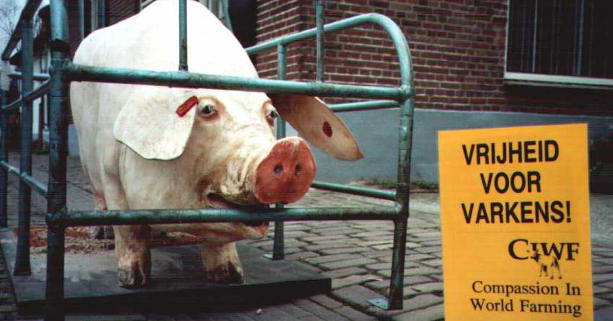 Meer dan 10 jaar actief voor varkens