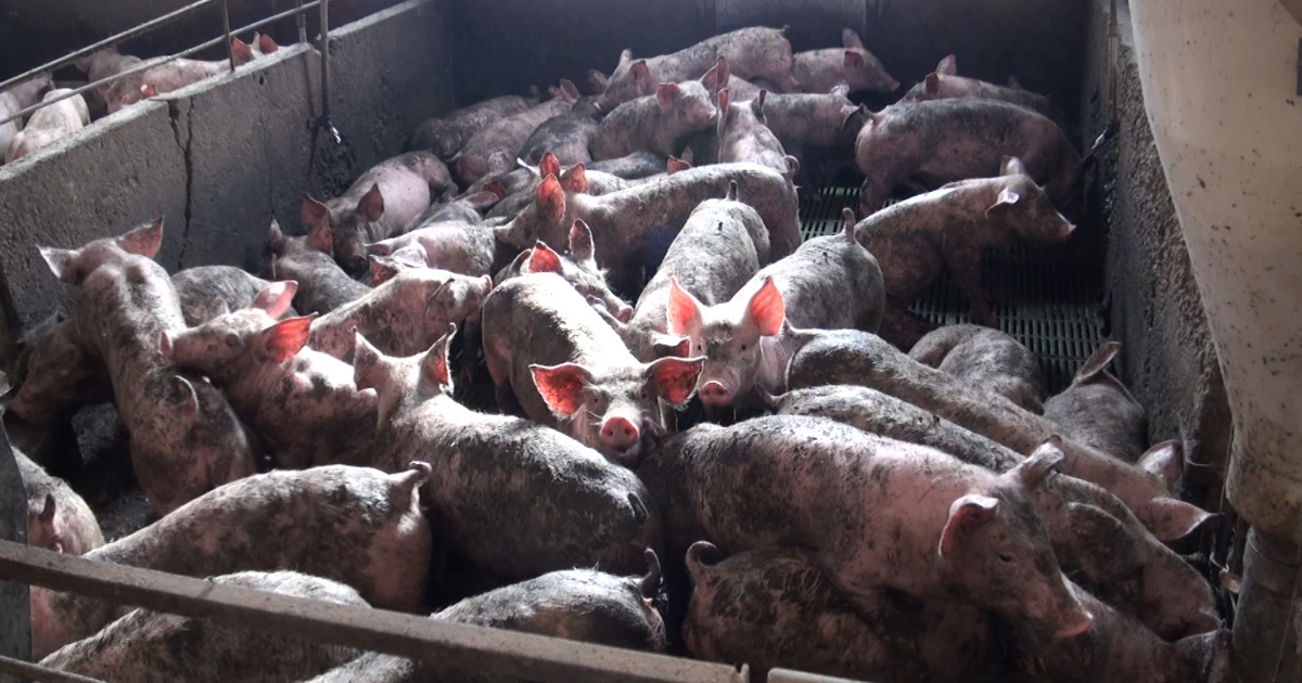 Factory Farming: A Threat to Animal Welfare, Planet & Public Health