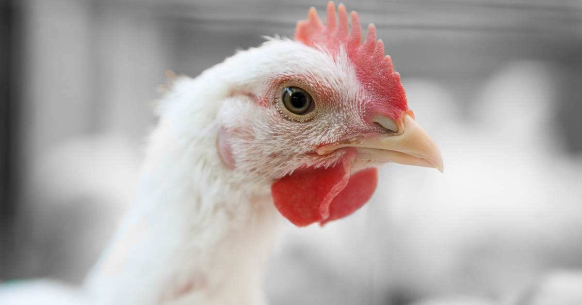 Chicken farmers improving chicken welfare in their supply chain