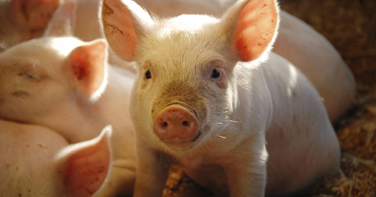 Pick n Pay to give pigs more room