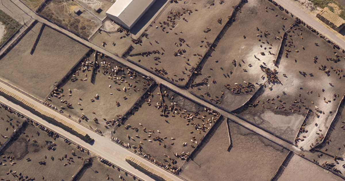 Human food production at risk, warns the FAO