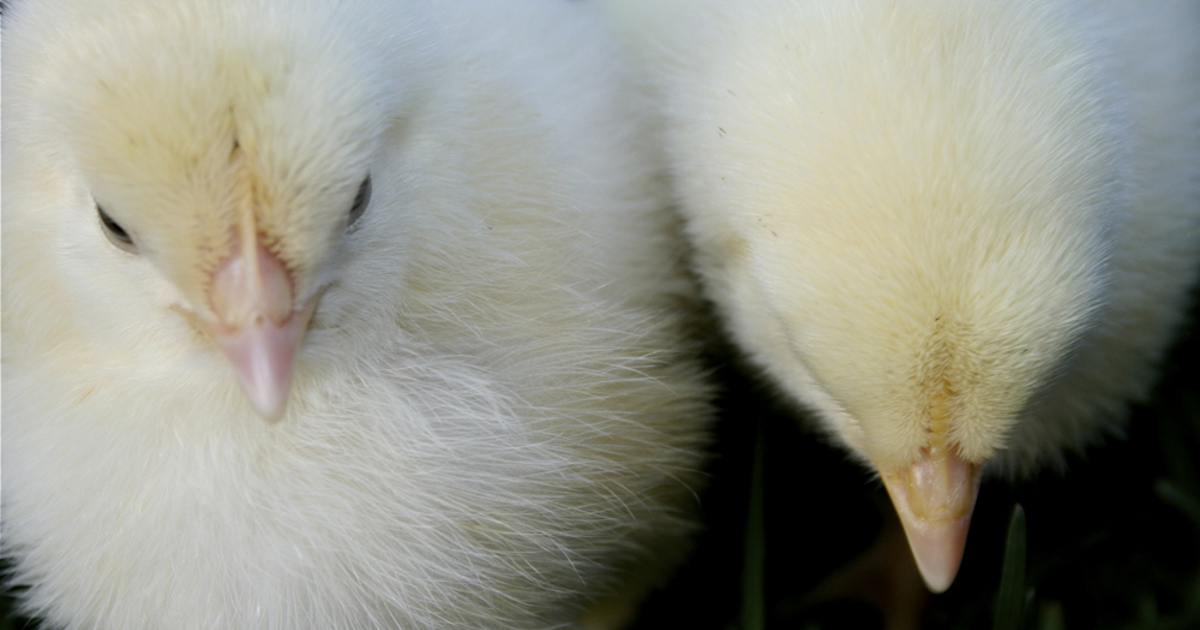 Eliminating Male Chick culling in the egg industry