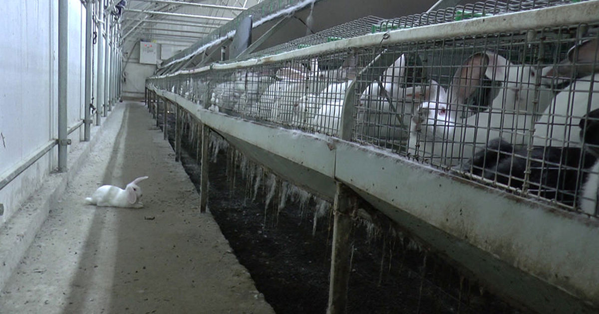 The welfare of farmed rabbits in commercial production systems ...