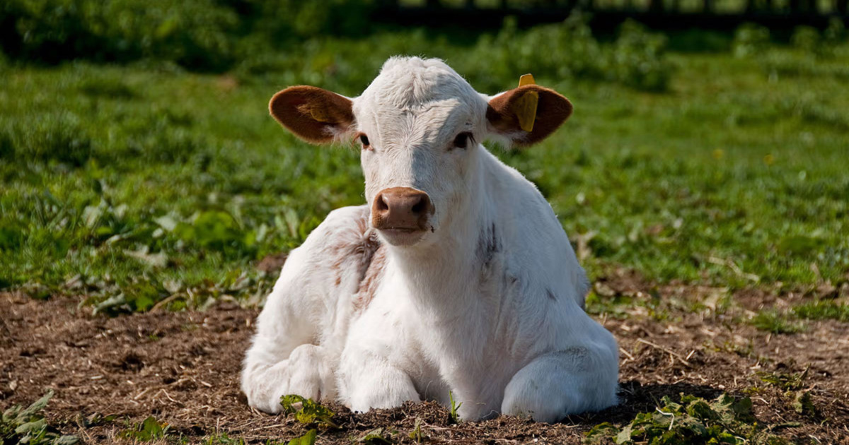 Veal Calves Welfare & Farming Insights