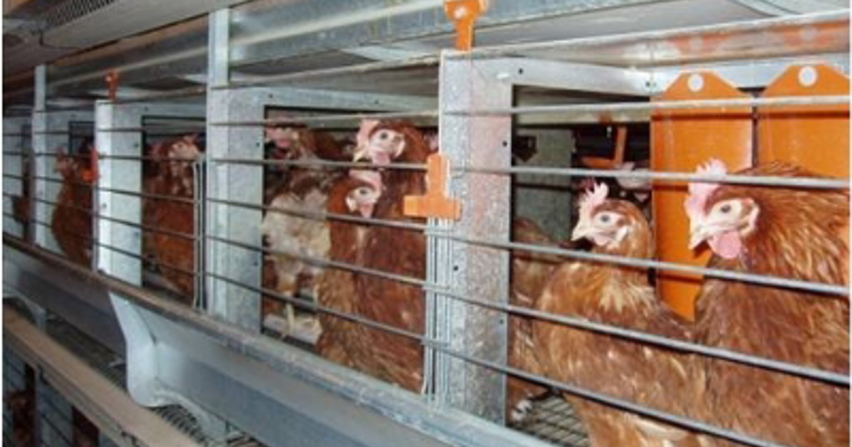 Good Egg Award: Caged Egg Production