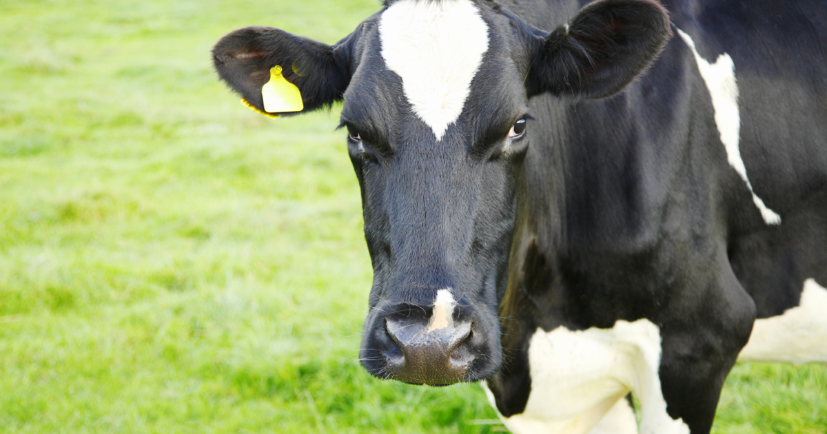 Welfare of the dairy cow - Scientific Review