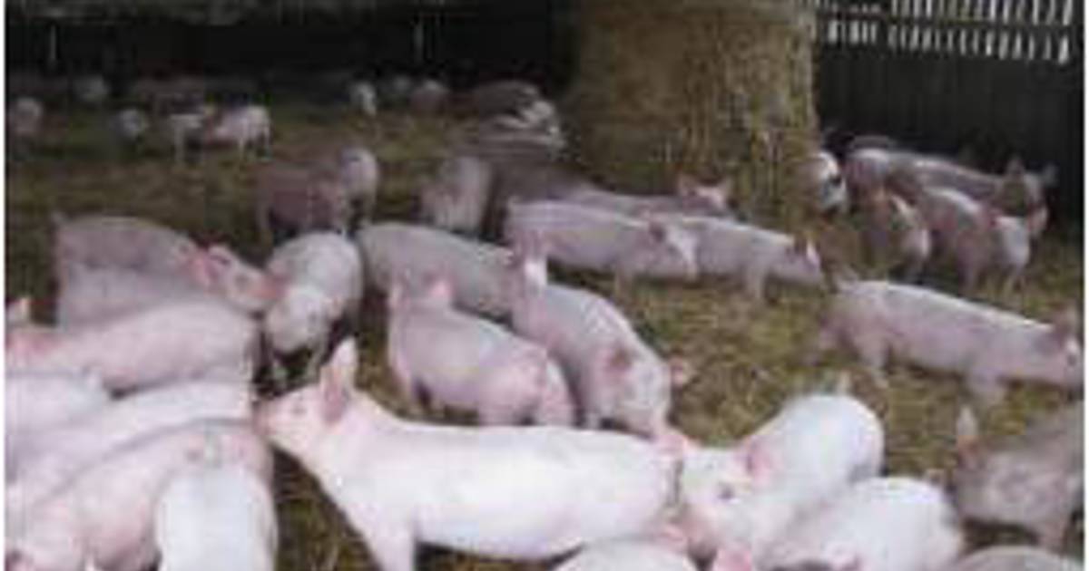 Pig meat production in the EU