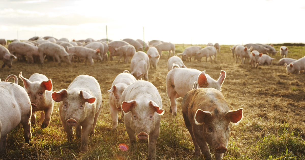 Resources: Pig Production