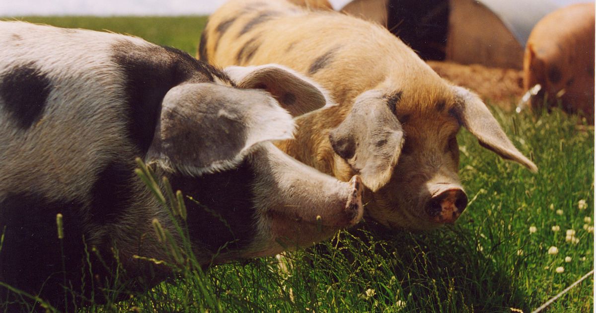 Good Pig Award: Eligibility and criteria