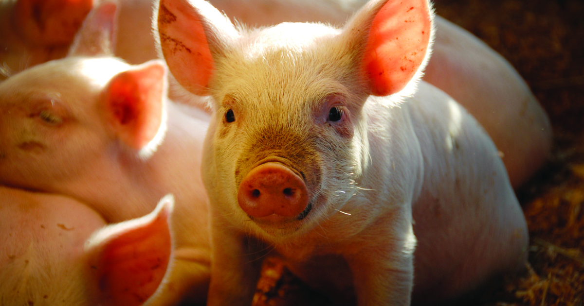 Tooth Resection - SUMMARY