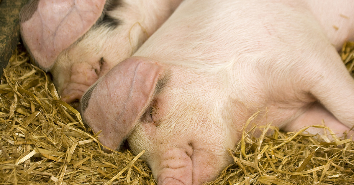 Who is the pig - INFOGRAPHIC