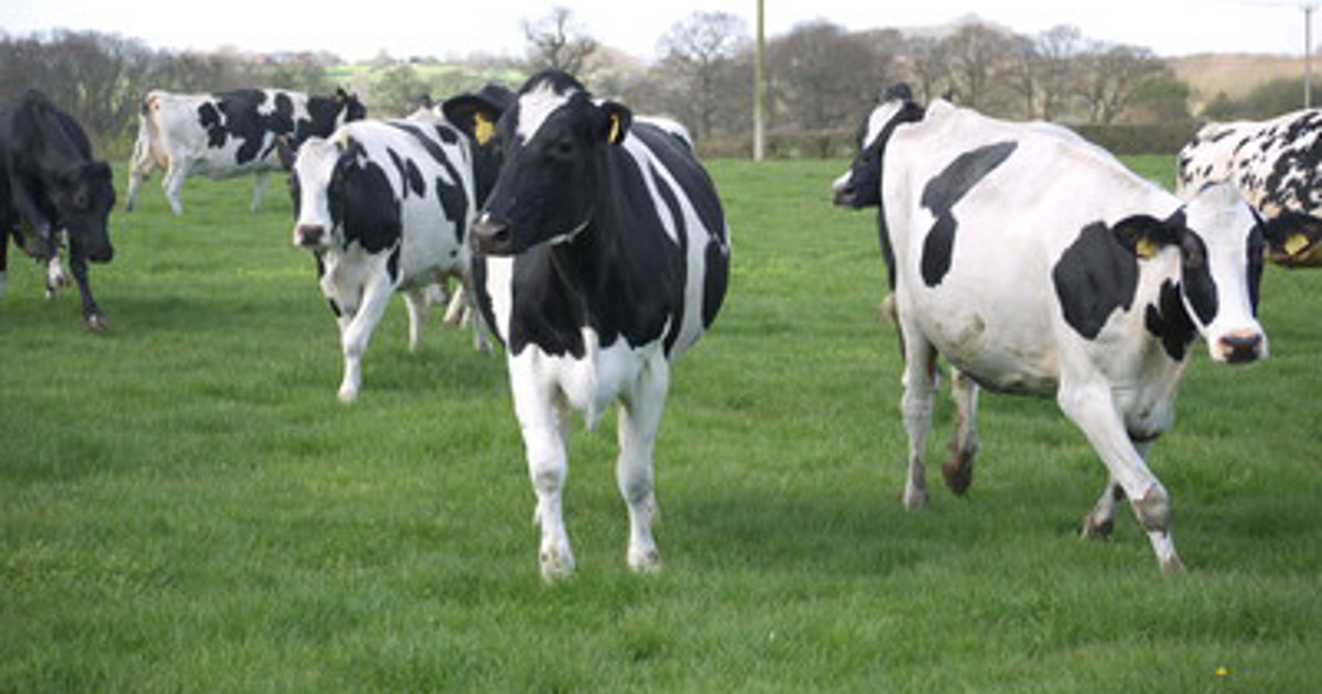 Monoprix recognised for dairy cow welfare