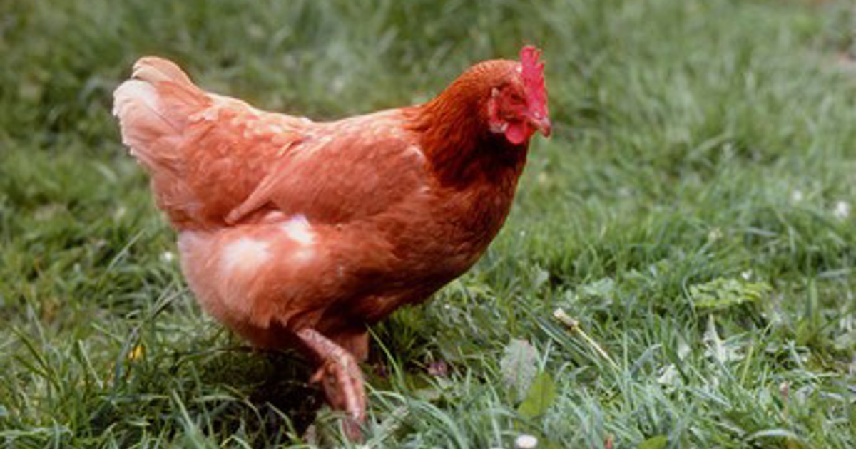 Building a Meaningful Cage-Free Egg Policy