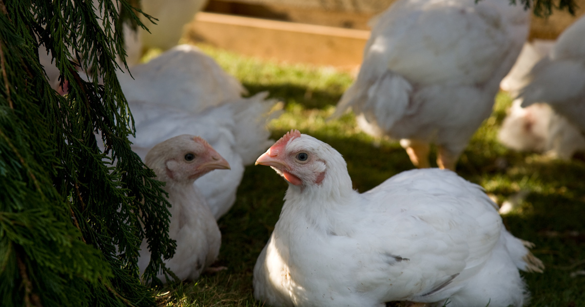 Sustainability of Broiler Production