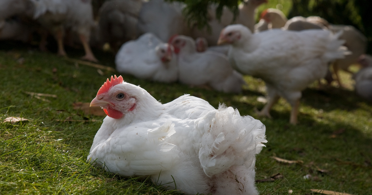 Broiler chicken production in the UK and EU
