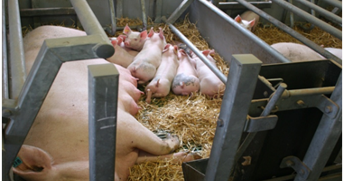Free Farrowing Pen - key features for success - Infographic