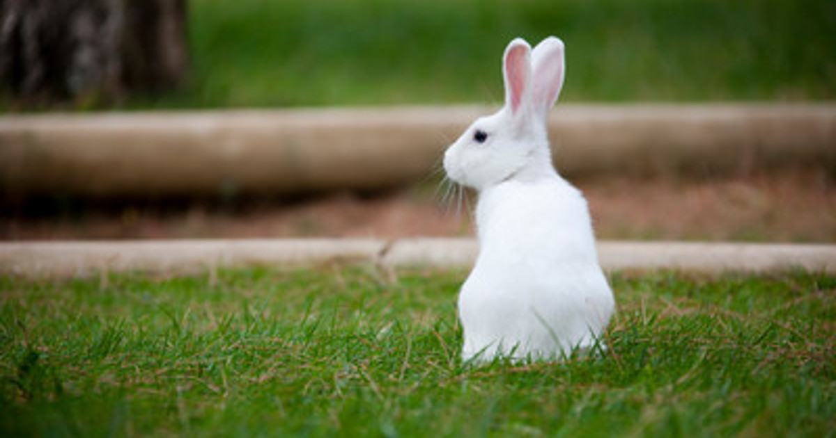 Welfare Potential Matrix – Meat Rabbits and Does