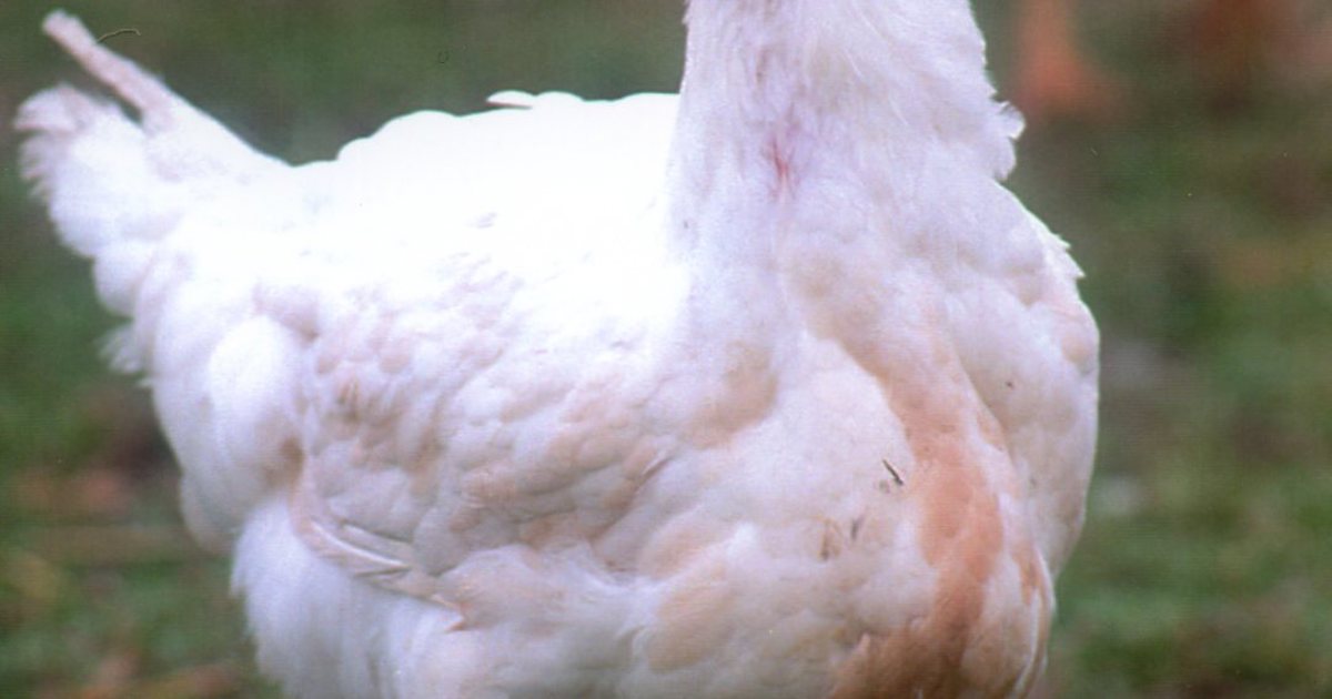 Who is the broiler chicken? - INFOGRAPHIC