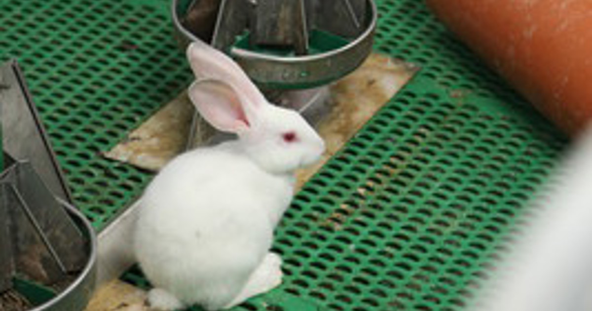 Rabbit Meat Production - Global Review 2024