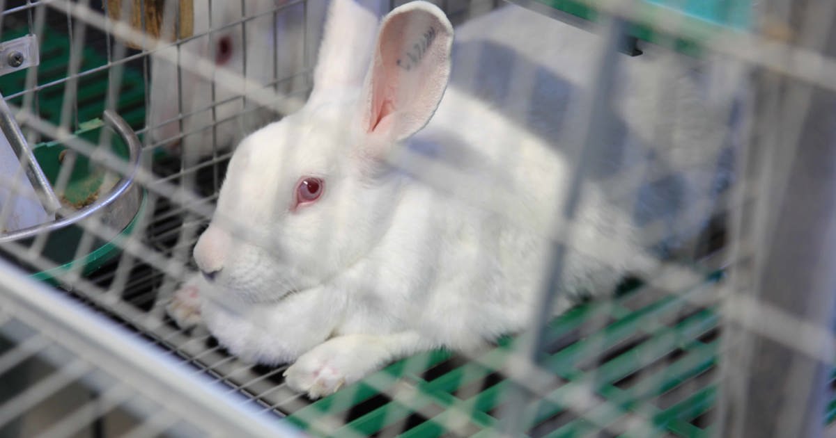 Resources: Rabbit Production