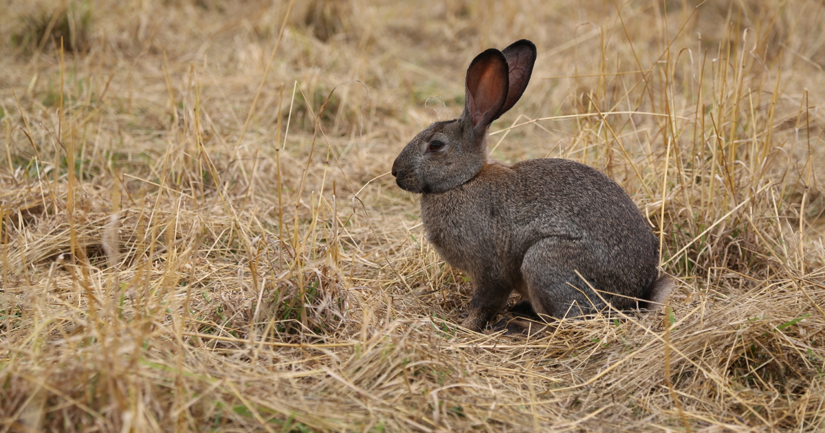 Higher Welfare Systems for Rabbits - Practical Options