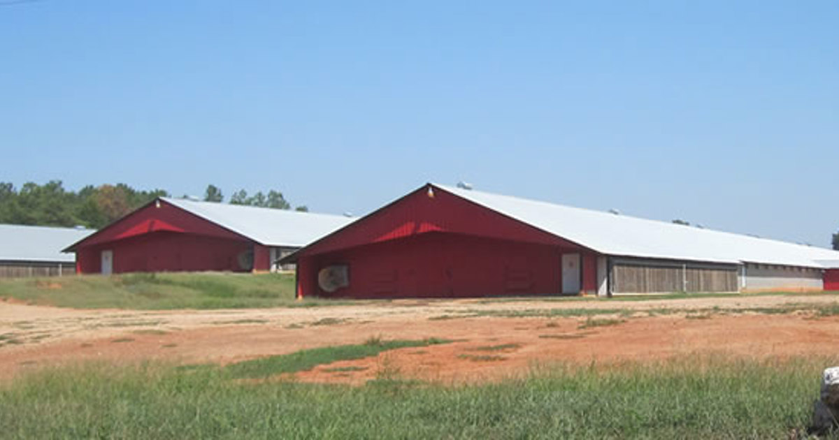 Intensive chicken farming in Georgia, USA