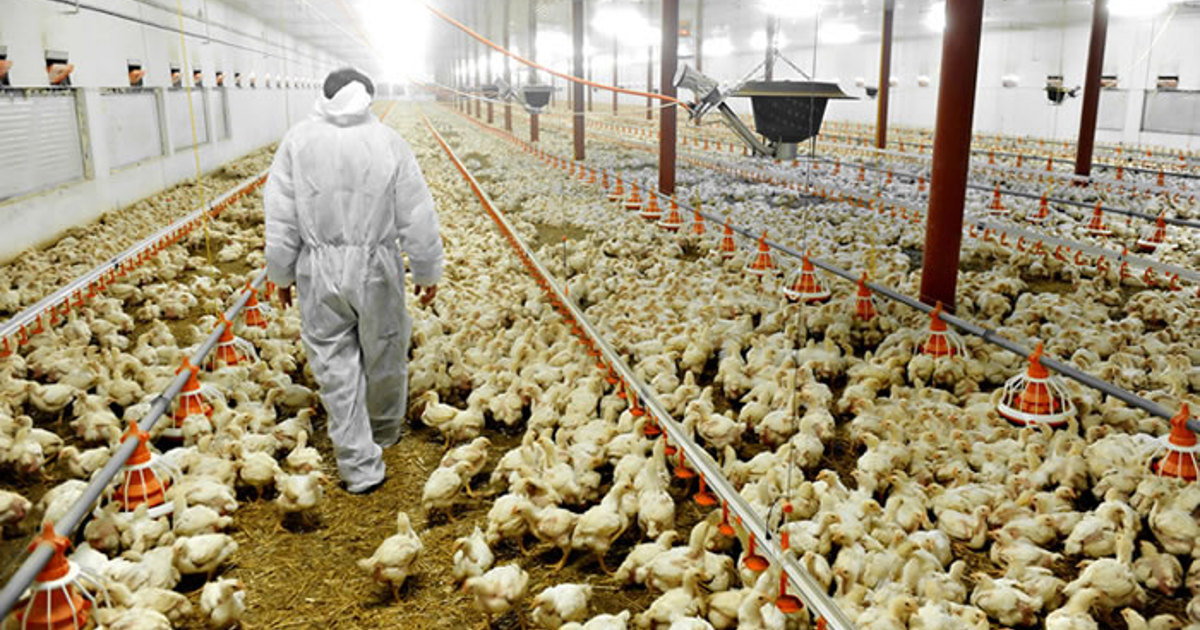 Here’s why factory farming still exists