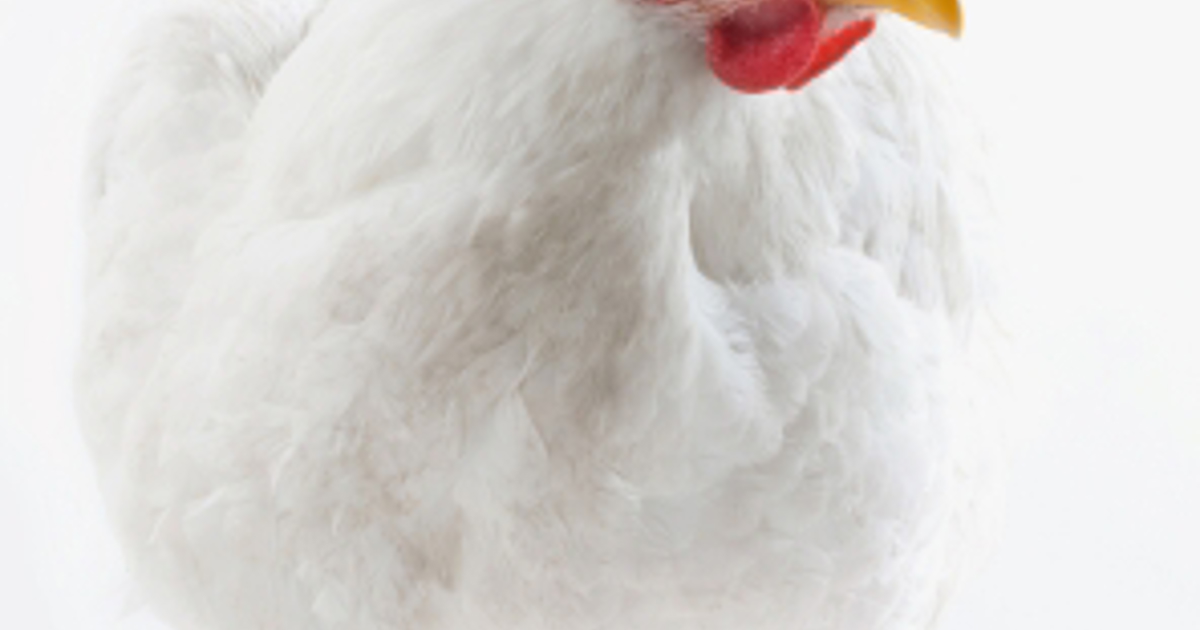 ECC Natural Lighting Guide for Broiler Chickens