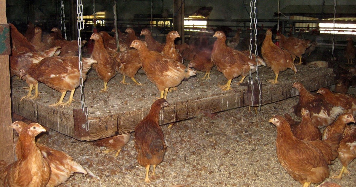 The importance of appropriate pullet rearing - 2015