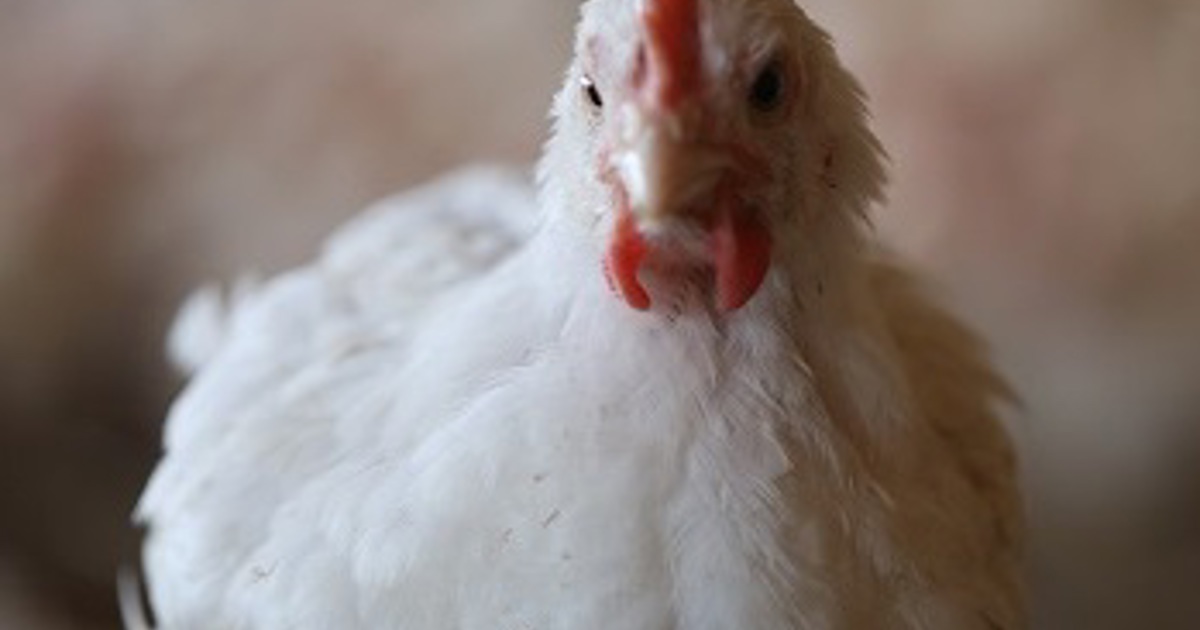 Le groupe LDC s'engage dans l'European Chicken Commitment