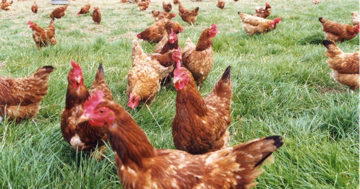 Sodexo’s Worldwide Commitment to Cage Free Eggs