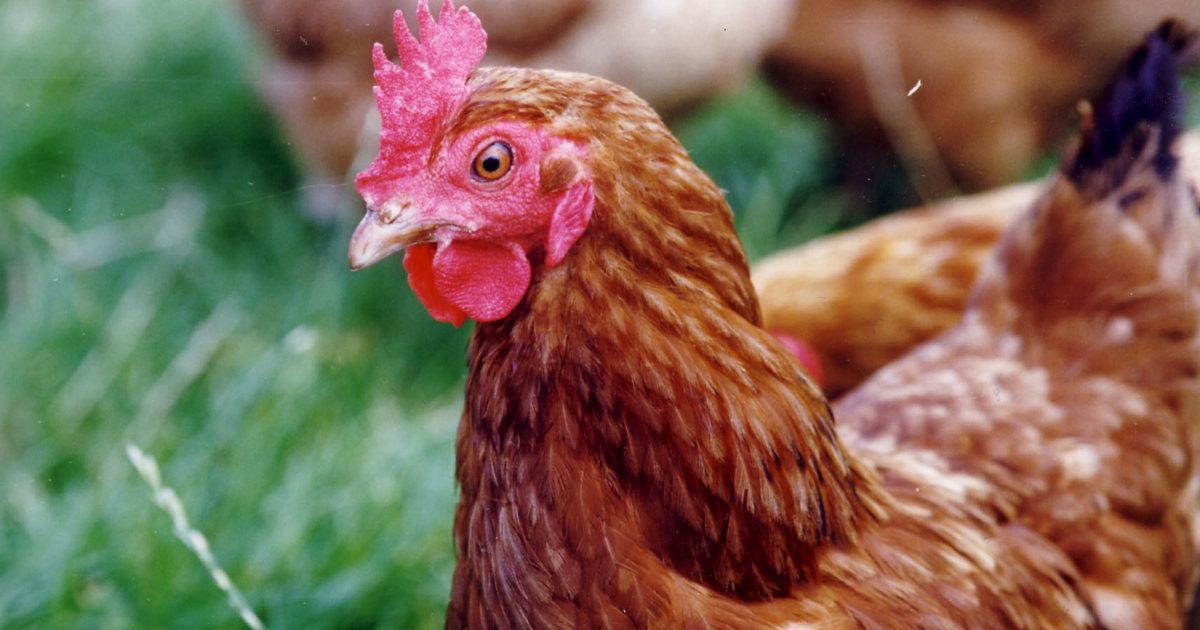 Ferrero makes global cage-free pledge