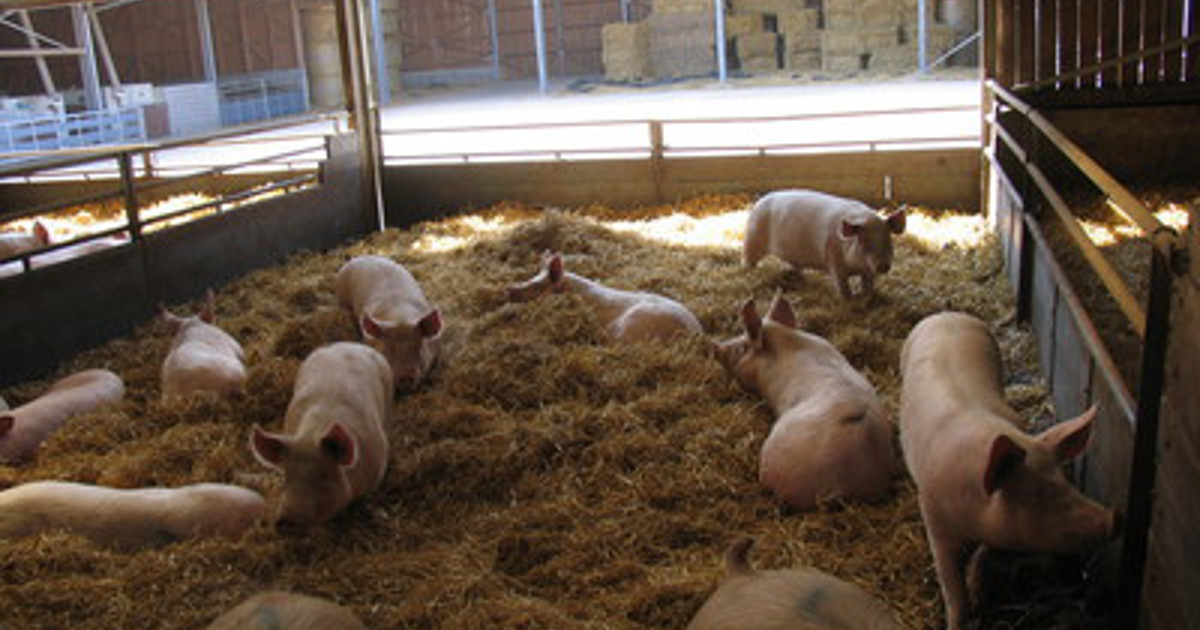Welfare Outcome Summary - Sows