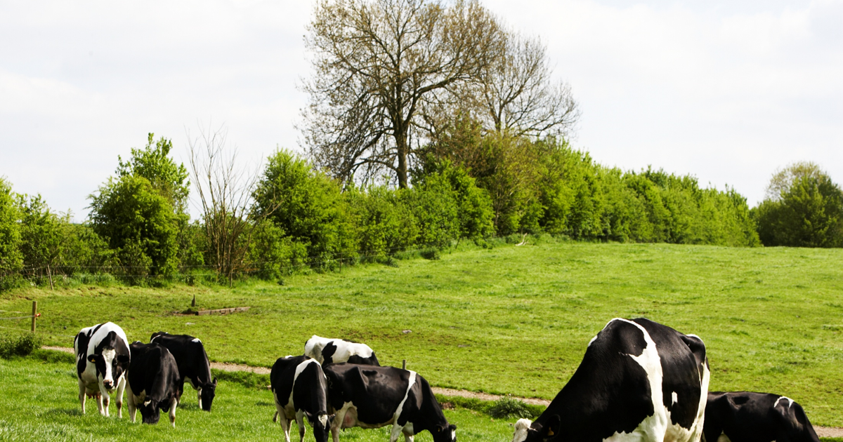 Waitrose ads connects consumers with their food