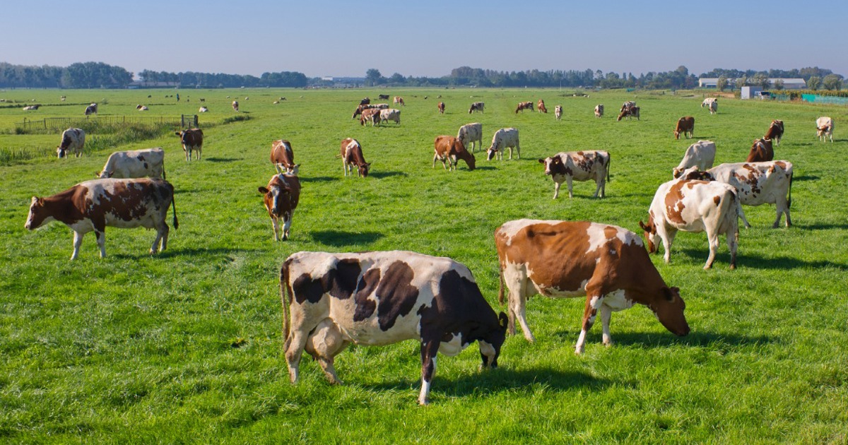 Clear Government strategy needed to help farmers move away from ...