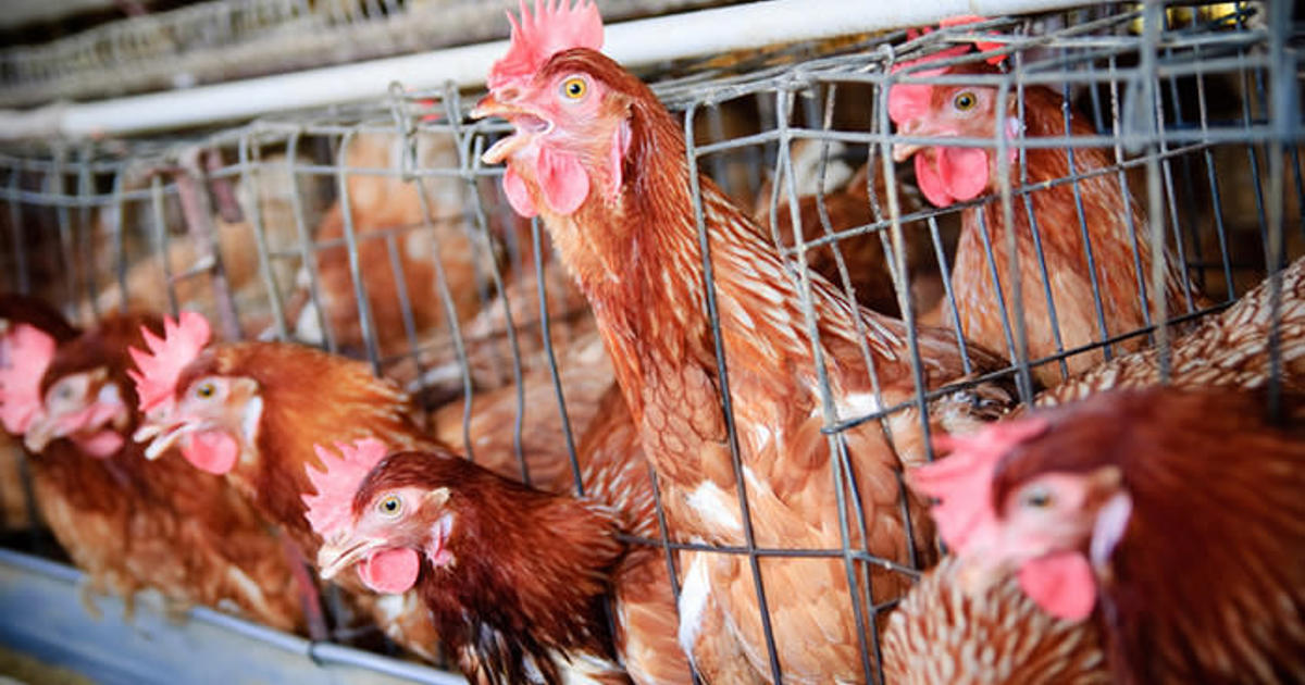 ‘Animal welfare, environment and democracy at stake’ say NGOs joining ...