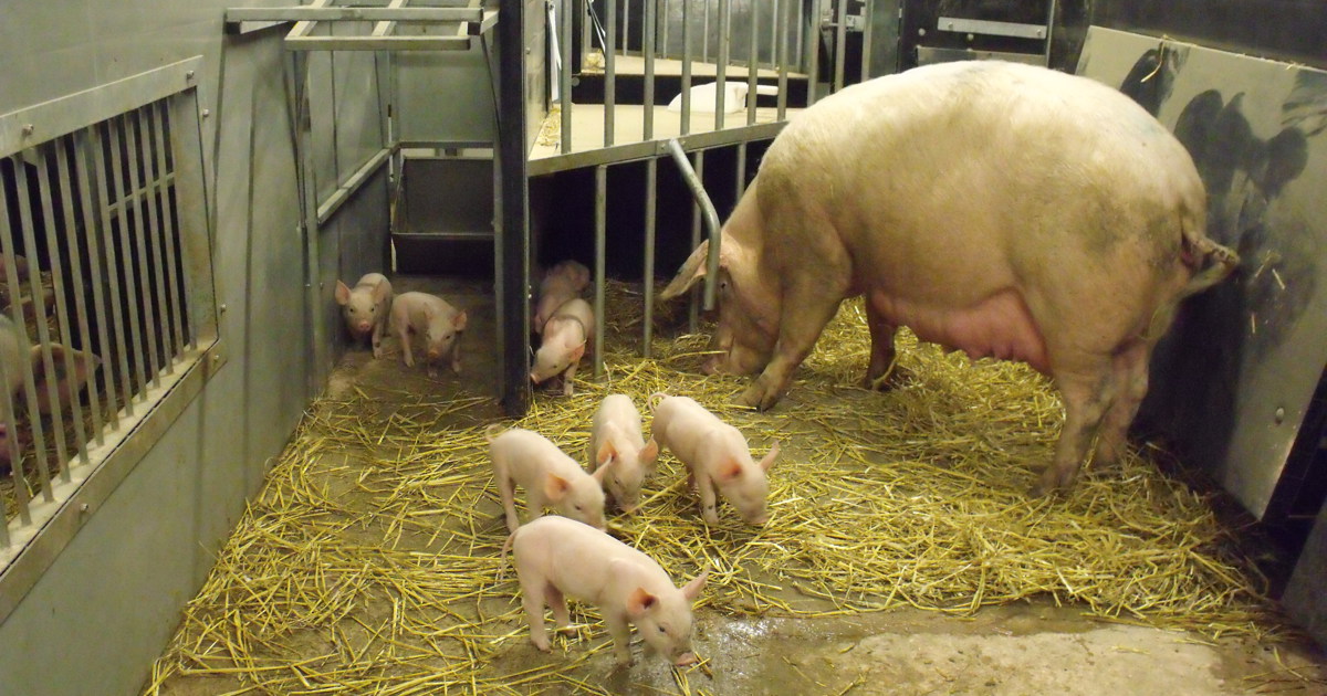 Indoor free-farrowing systems for sows - practical options