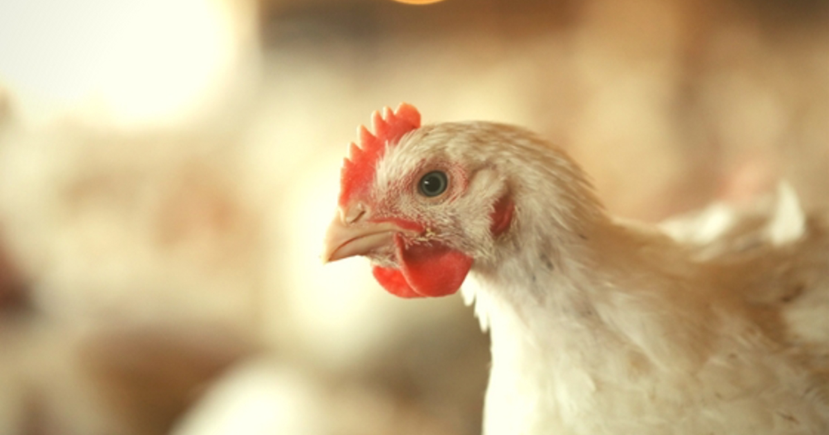 Kraft Heinz Commits to Better Chicken