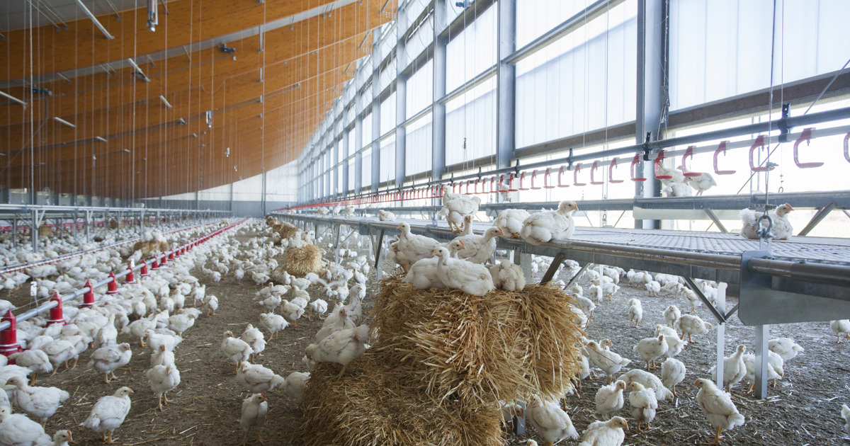 Better Chicken - Compassion in World Farming Programme
