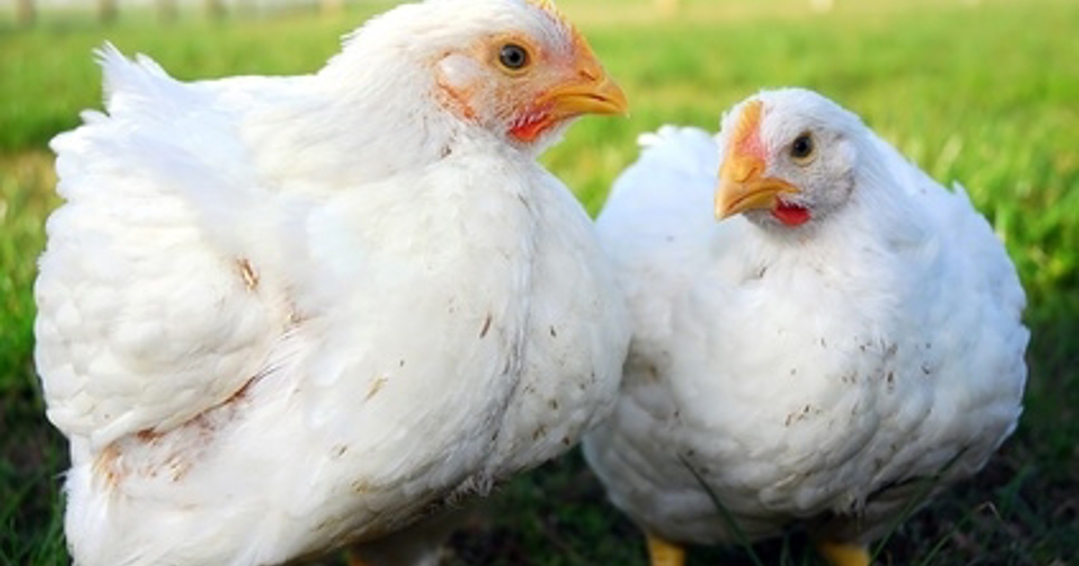 Top 5 food service companies step up for chickens