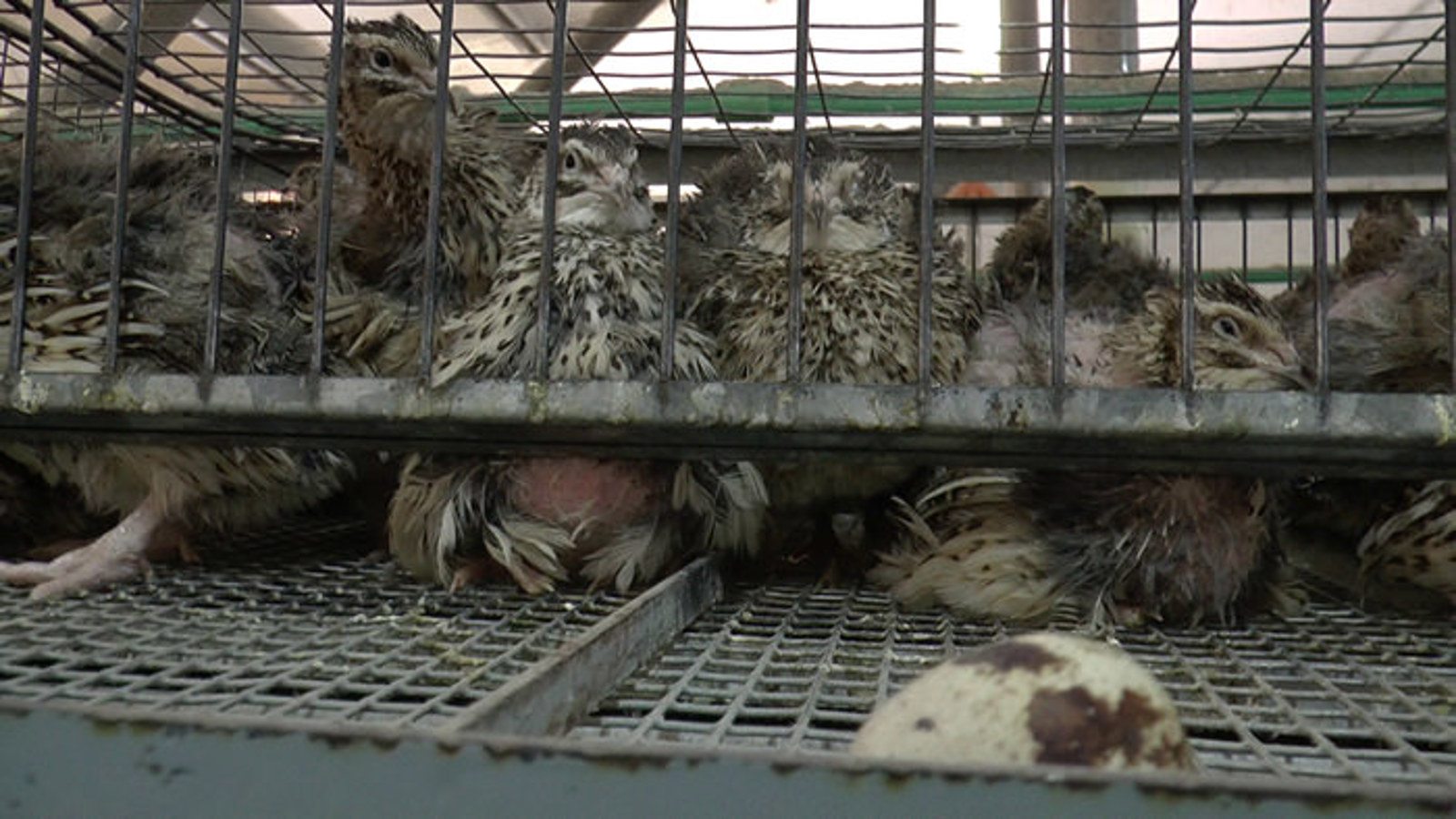 Quail Farming