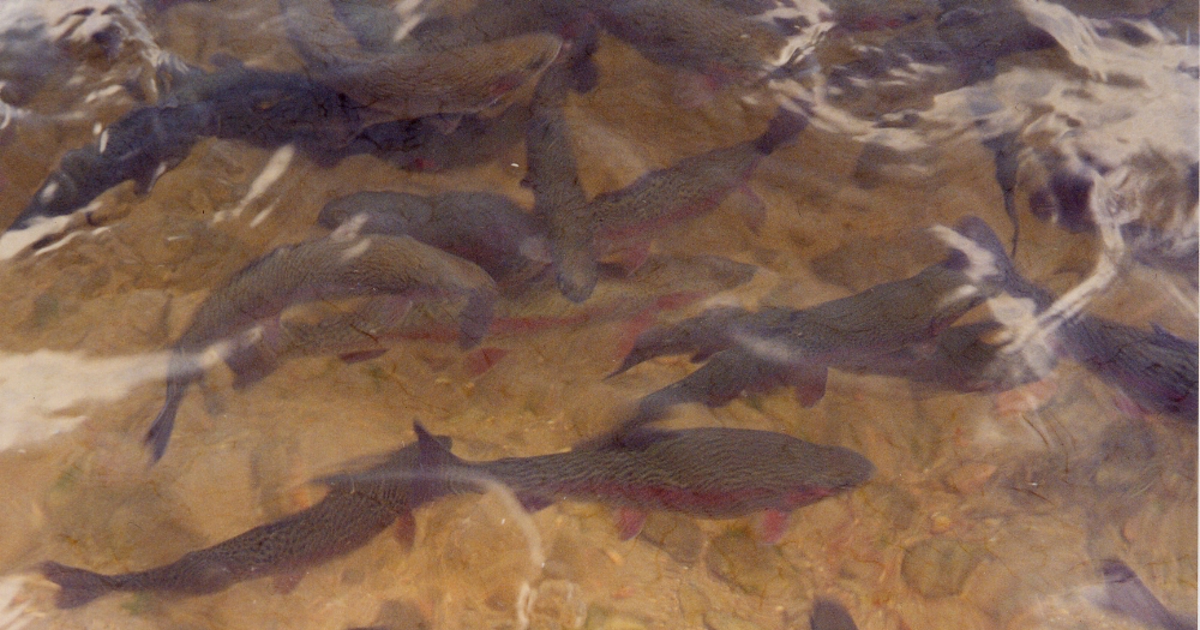 Fish