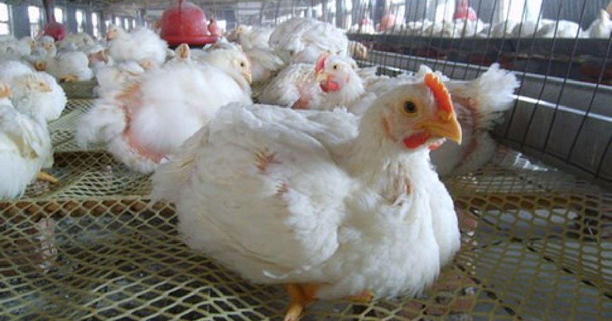 Information Sheet - Broiler Chicken Production in Asia