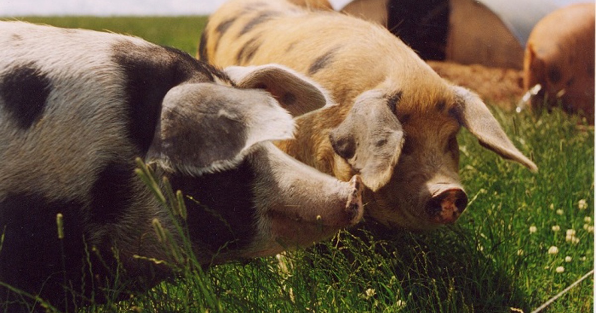 Co-op moves to 100% outdoor bred pork