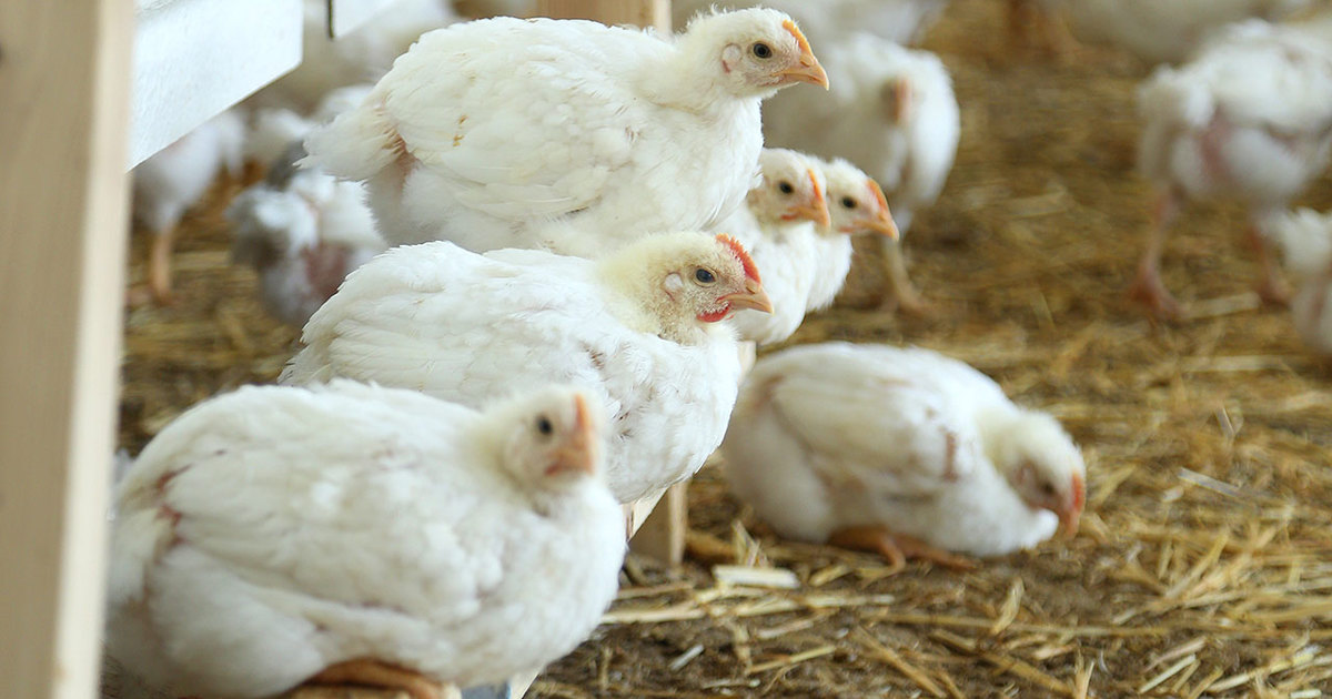 High Welfare Indoor Systems for chickens case study