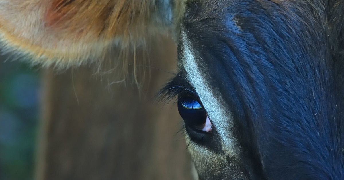 Dairy Cows: Welfare, Farming Issues & Solutions
