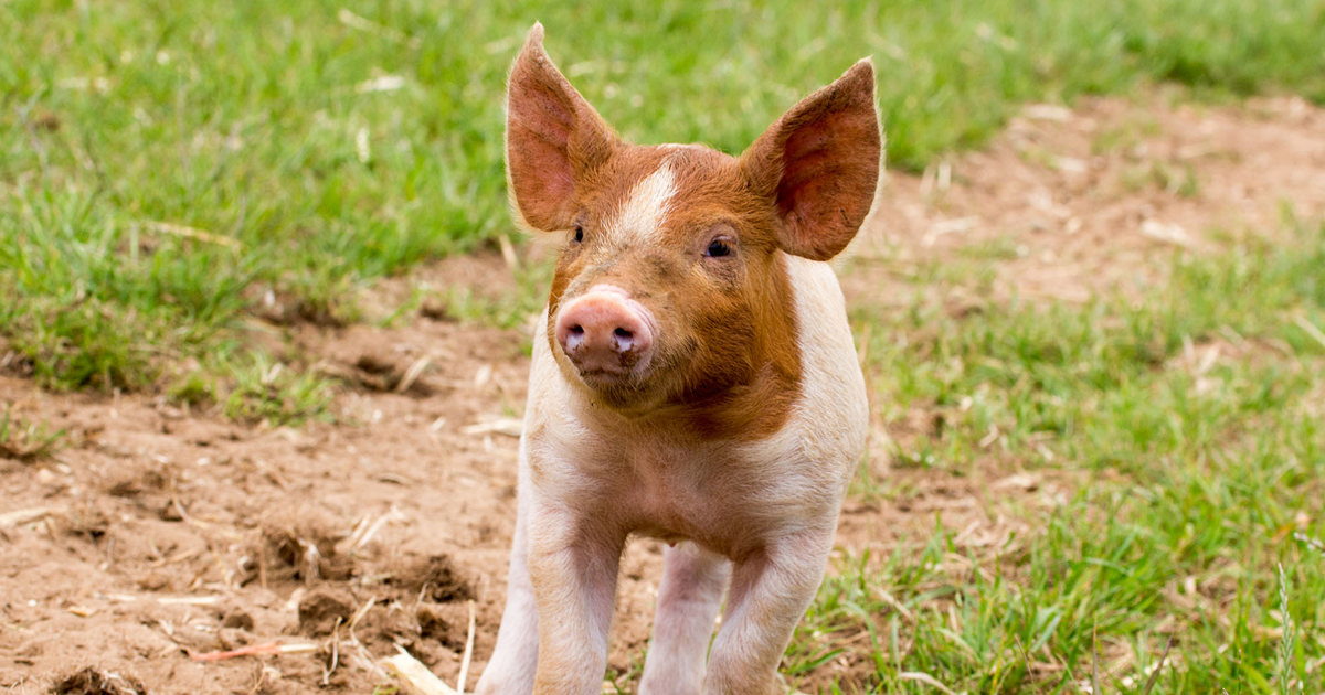 Understanding Animal Sentience: Why Feelings Matter