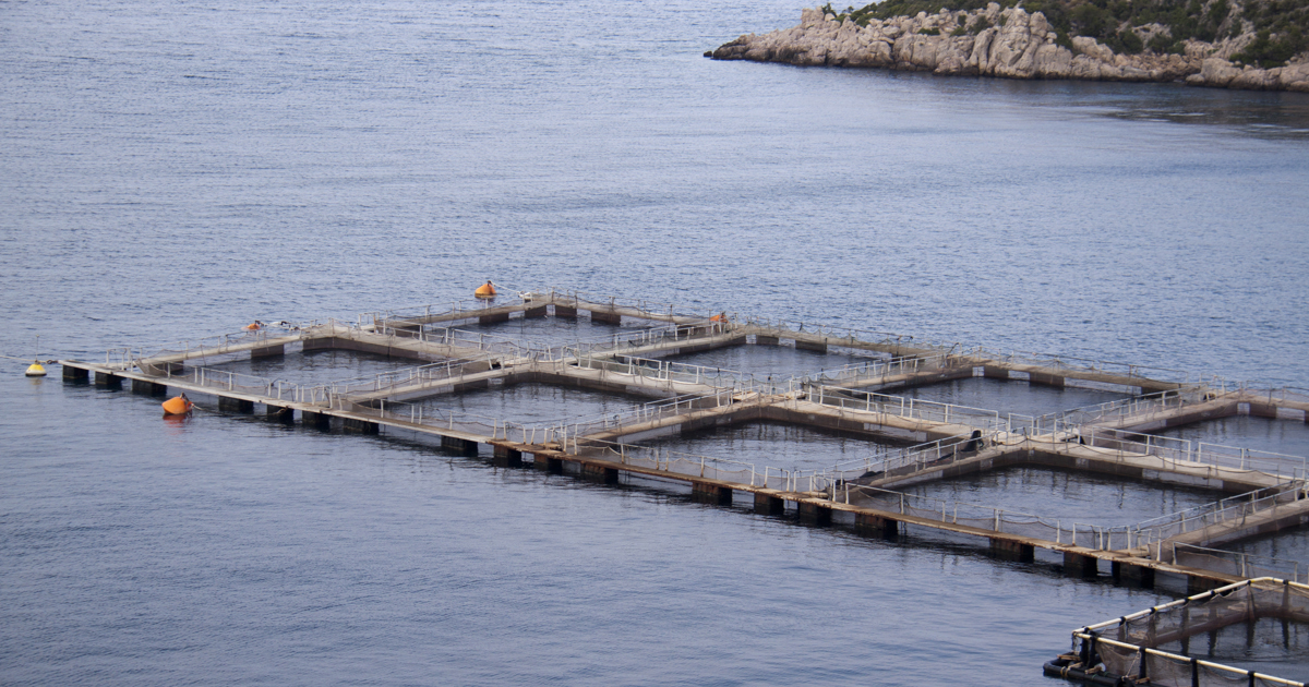 Infographic - Enrichment for fish during rearing